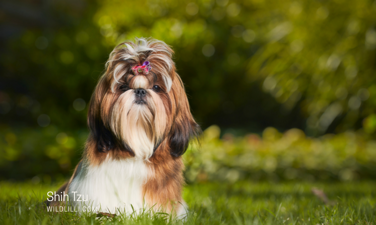 Shih Tzu: Personality, Traits & Ideal Owners – Wild Lilli